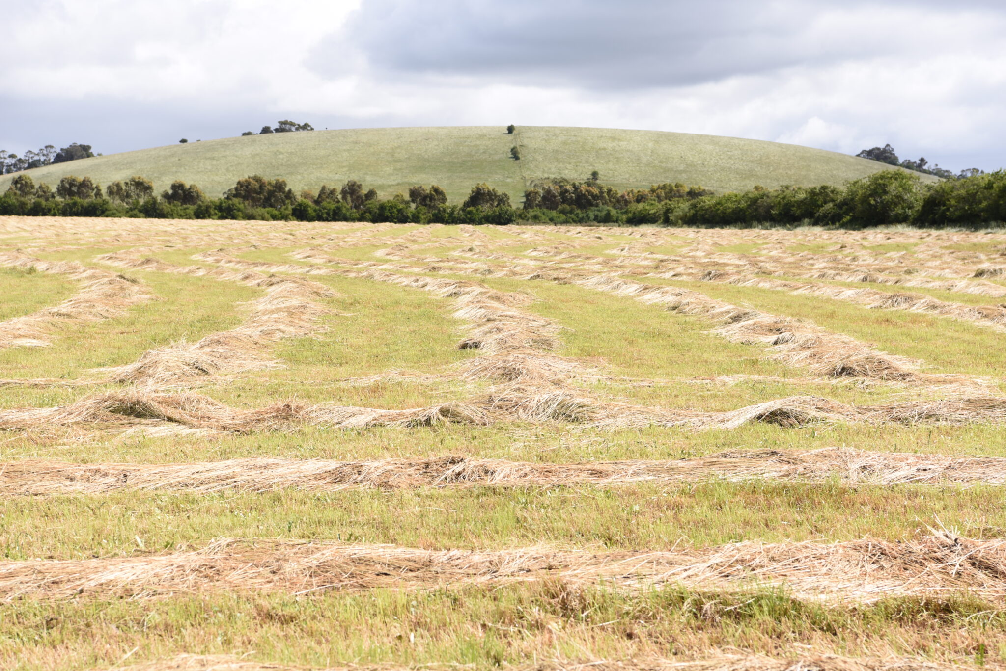 Ballarat North - VPA